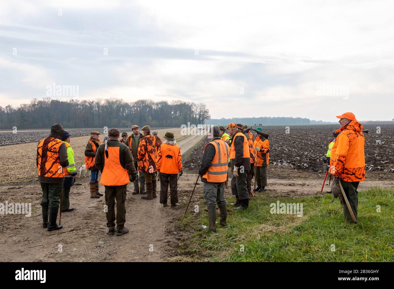 France, Alsace, Rhine forest, hunting little game, Stalking before ...