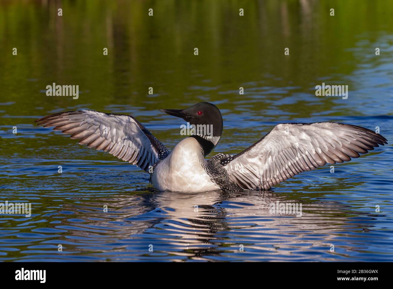 United States, Michigan, Common Loon (Gavia immer), wing flapping on a ...