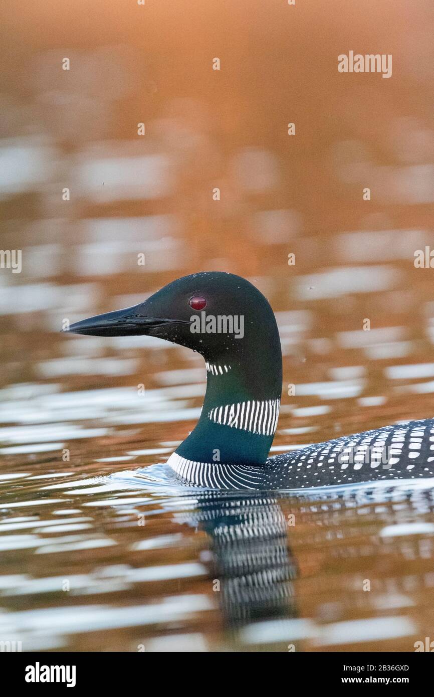 Common loon vertical hi-res stock photography and images - Alamy