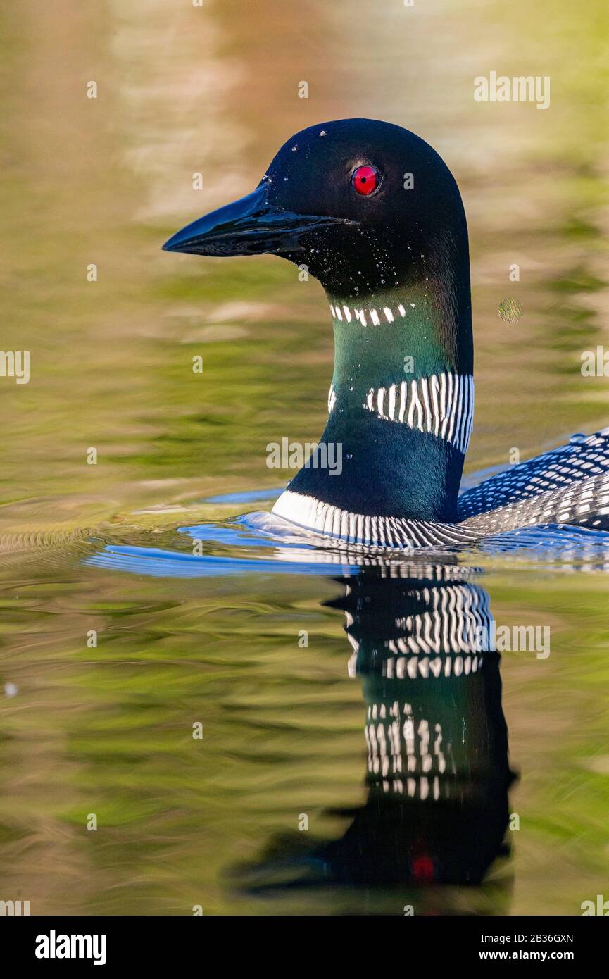 Common loon vertical hi-res stock photography and images - Alamy