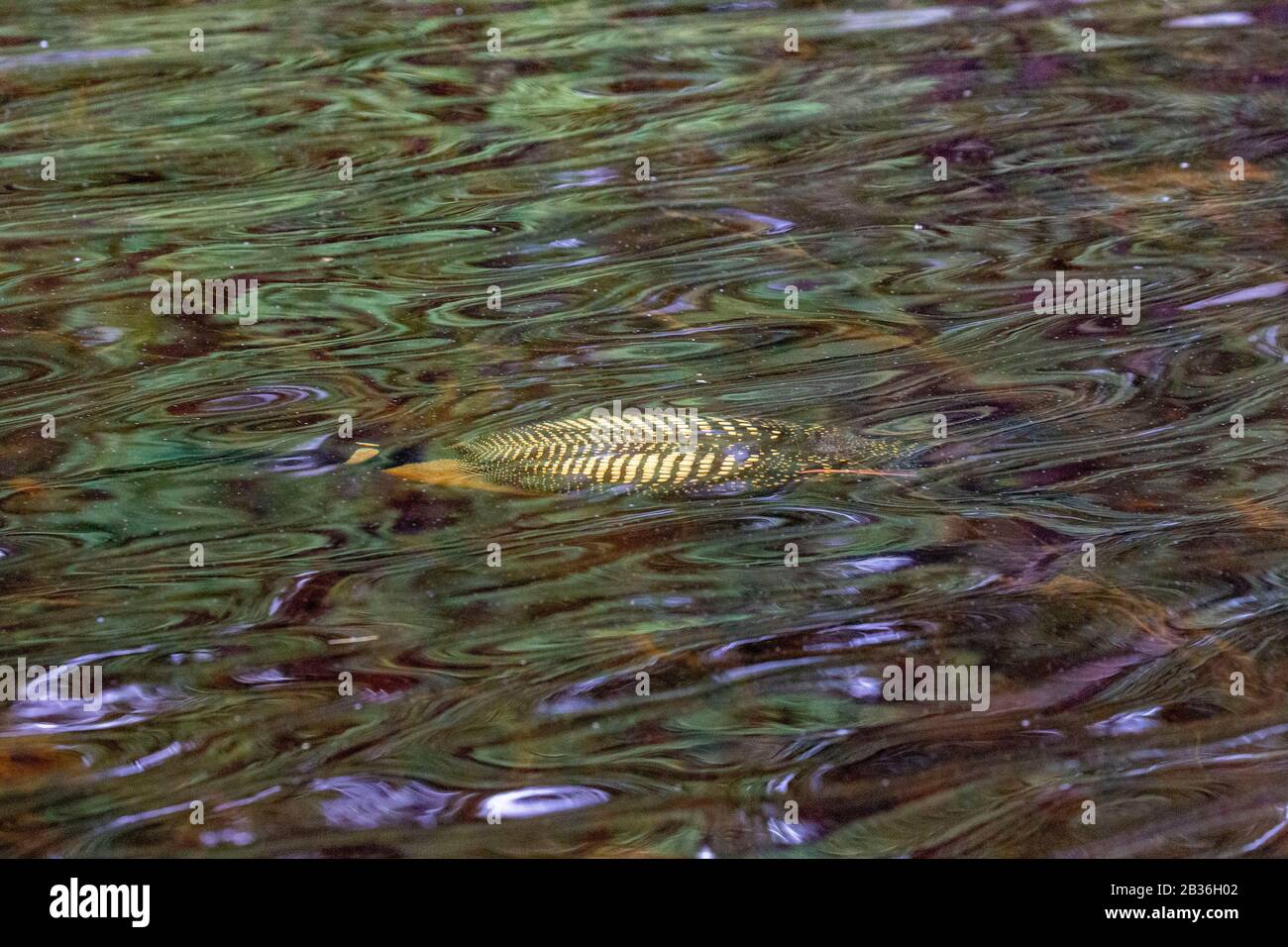 United States, Michigan, Common Loon (Gavia immer), on a lake, diving ...
