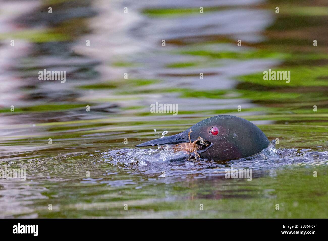 United States, Michigan, Common Loon (Gavia immer), eating a crayfisf ...