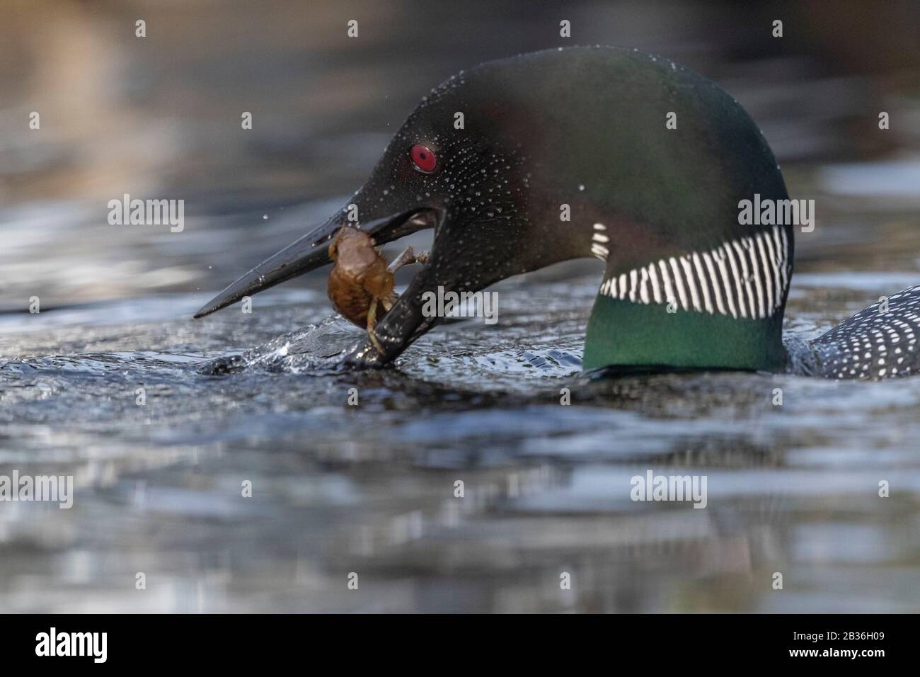 Common loon eating hi-res stock photography and images - Alamy