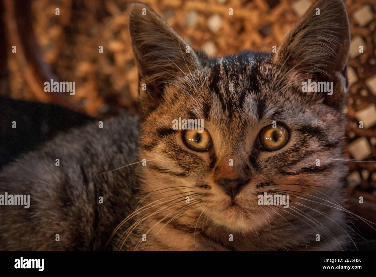 Small half-breed cat puppy 4 Stock Photo - Alamy