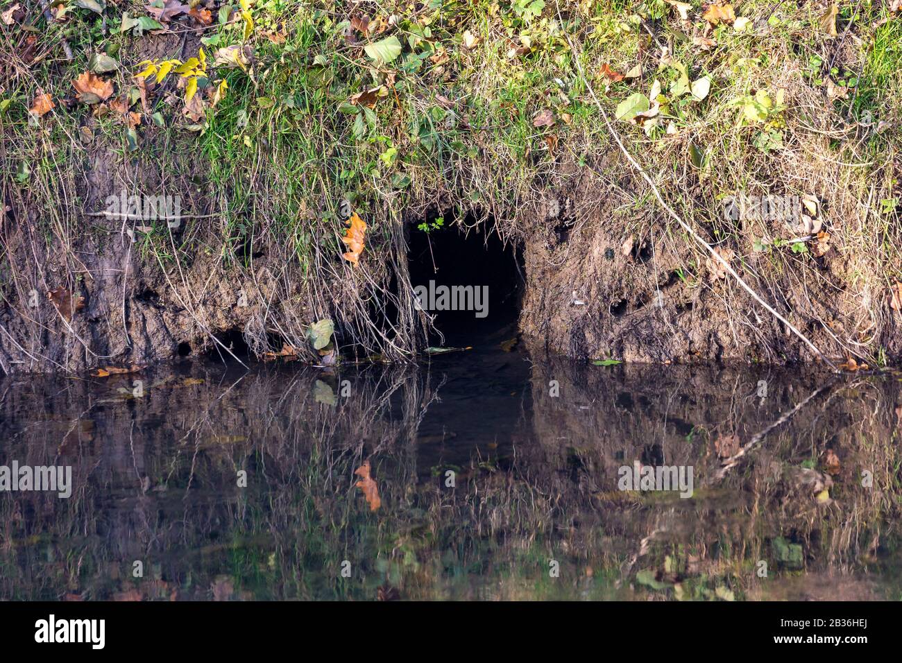France, Bas Rhin, Offendorf, beaver burrow entrance (Castor fiber Stock ...