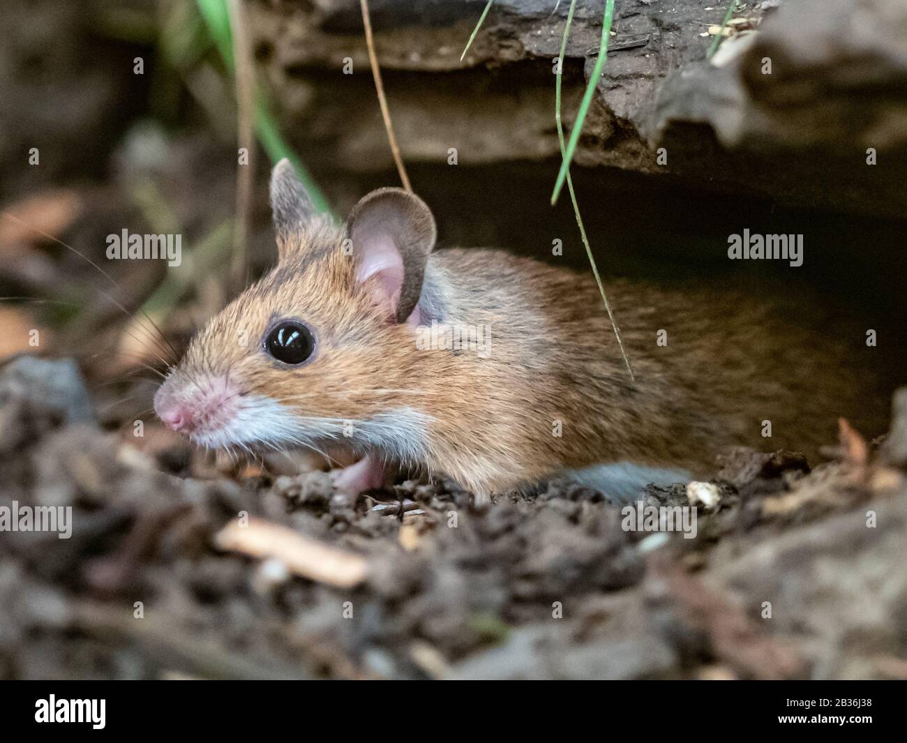 Yellow necked mouse hi-res stock photography and images - Alamy
