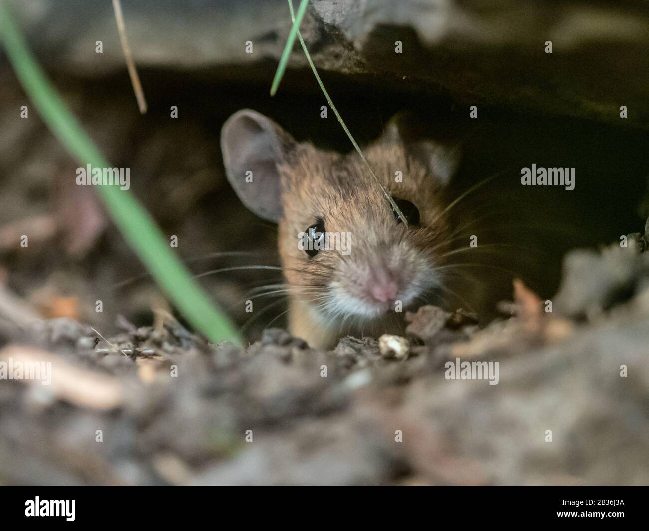 Yellow necked mouse hi-res stock photography and images - Alamy