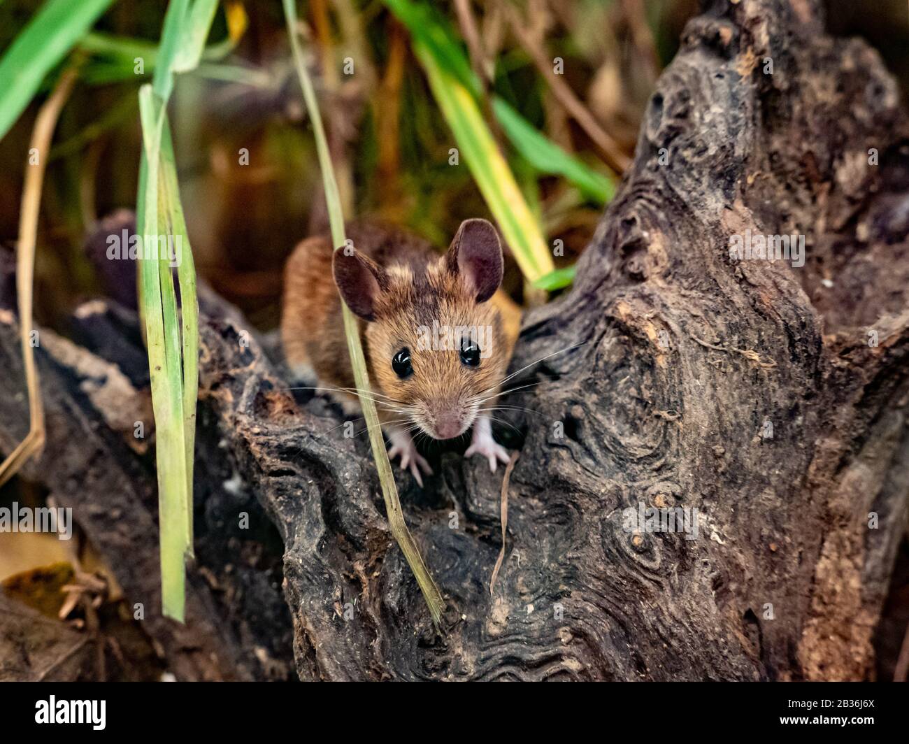 Yellow necked mouse (Apodemus flavicollis Stock Photo - Alamy