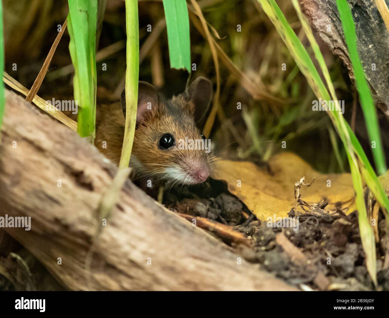 Yellow necked mouse uk hi-res stock photography and images - Alamy