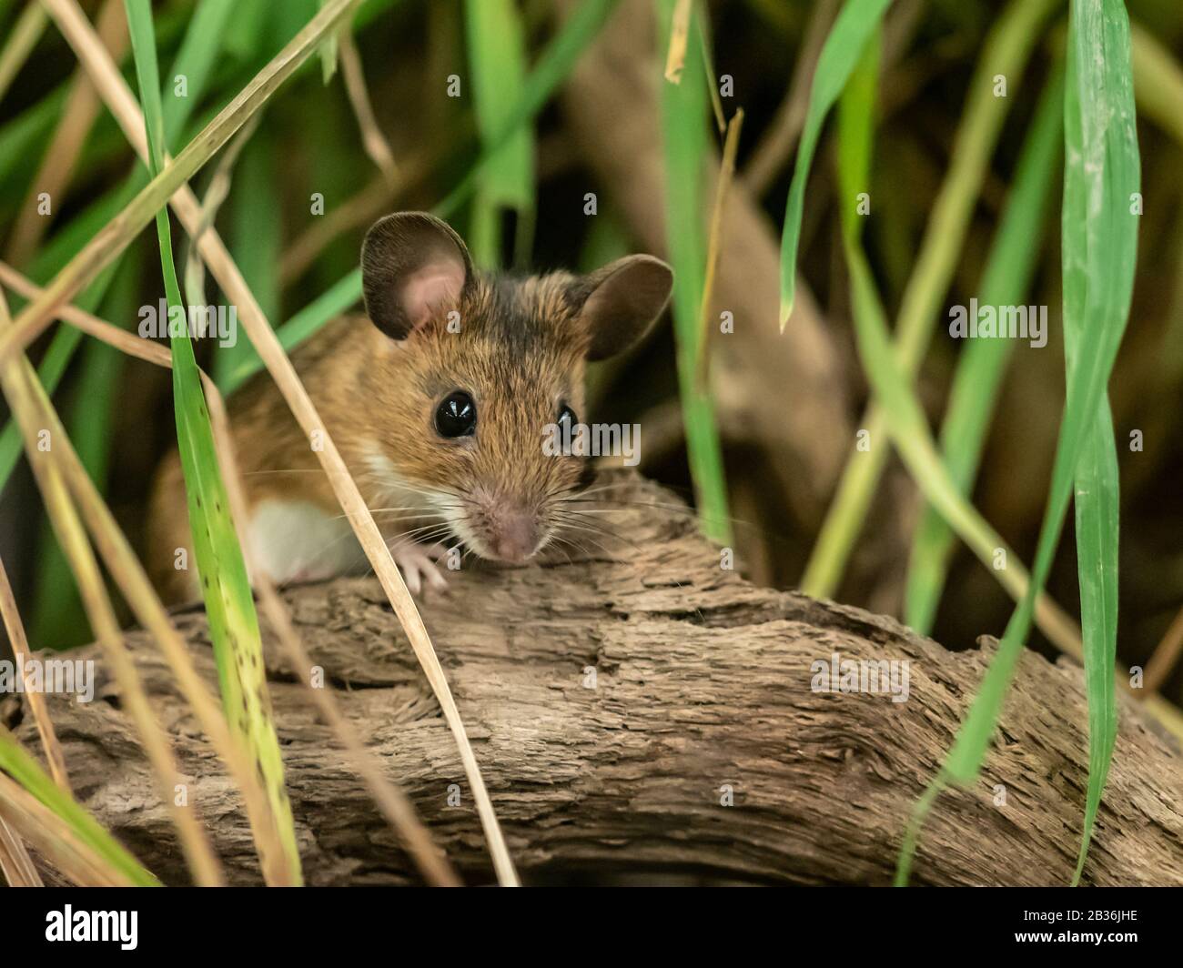 Yellow necked mouse uk hi-res stock photography and images - Alamy