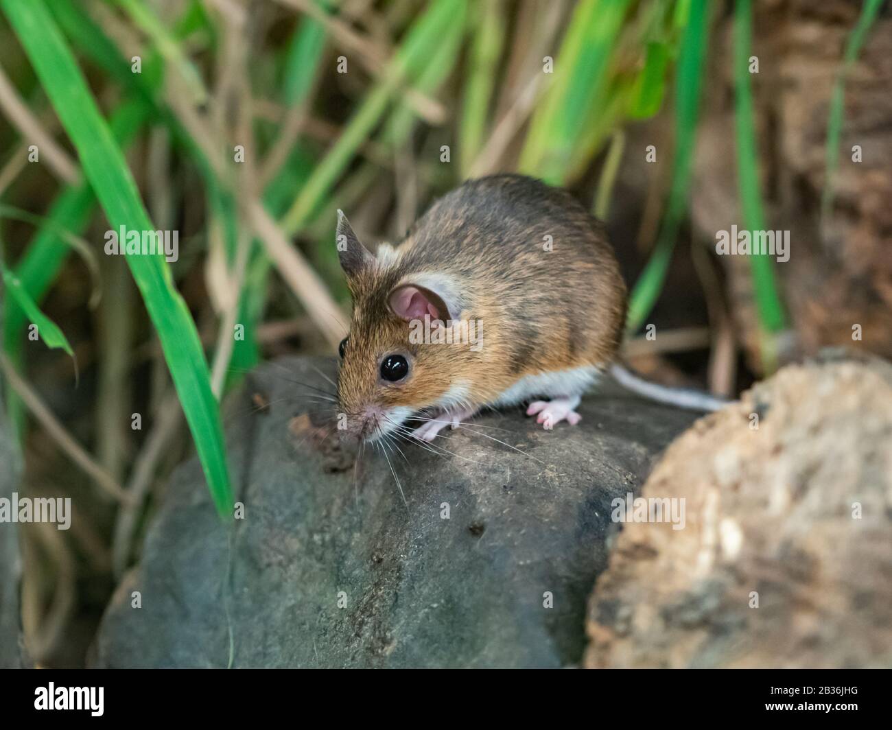 Yellow necked mouse (Apodemus flavicollis Stock Photo - Alamy