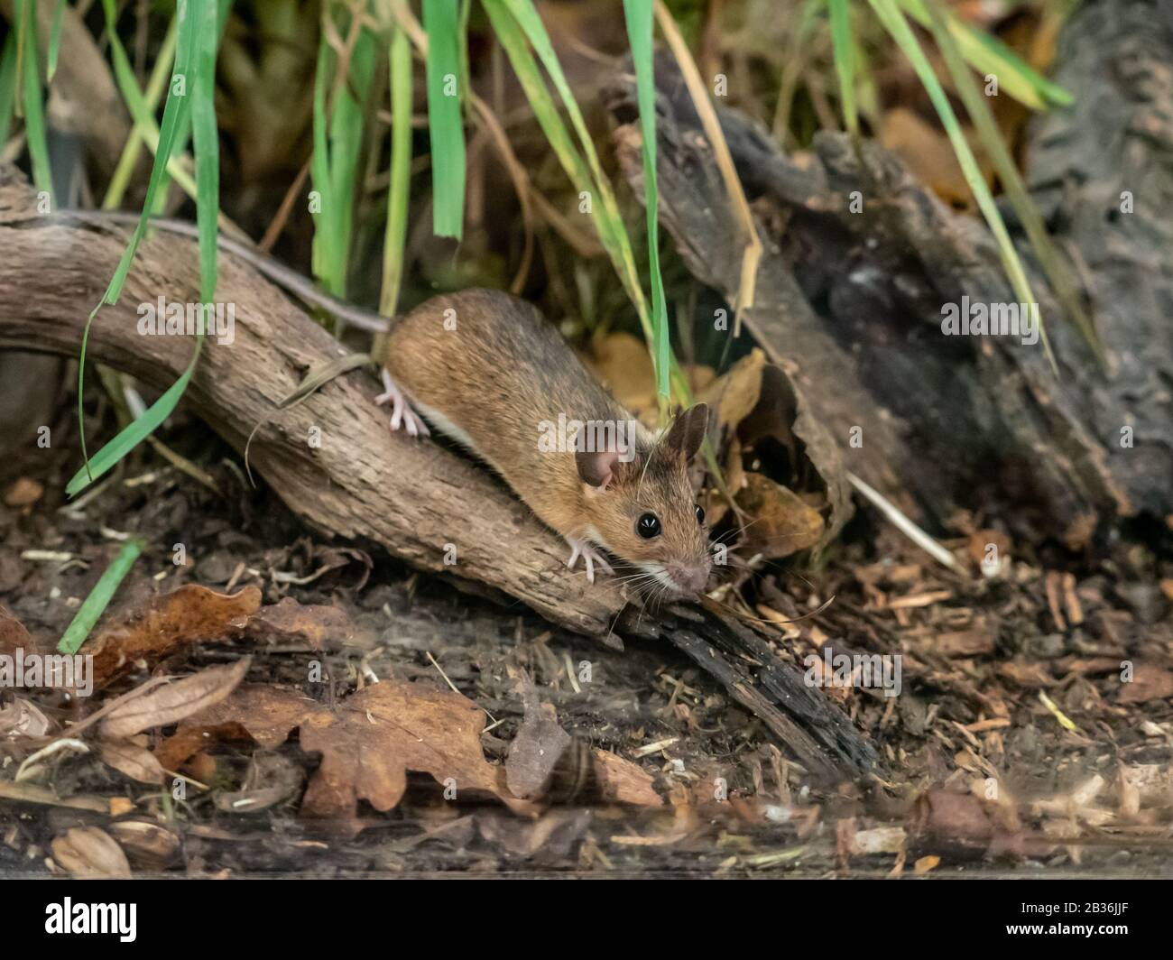 Yellow necked mouse uk hi-res stock photography and images - Alamy