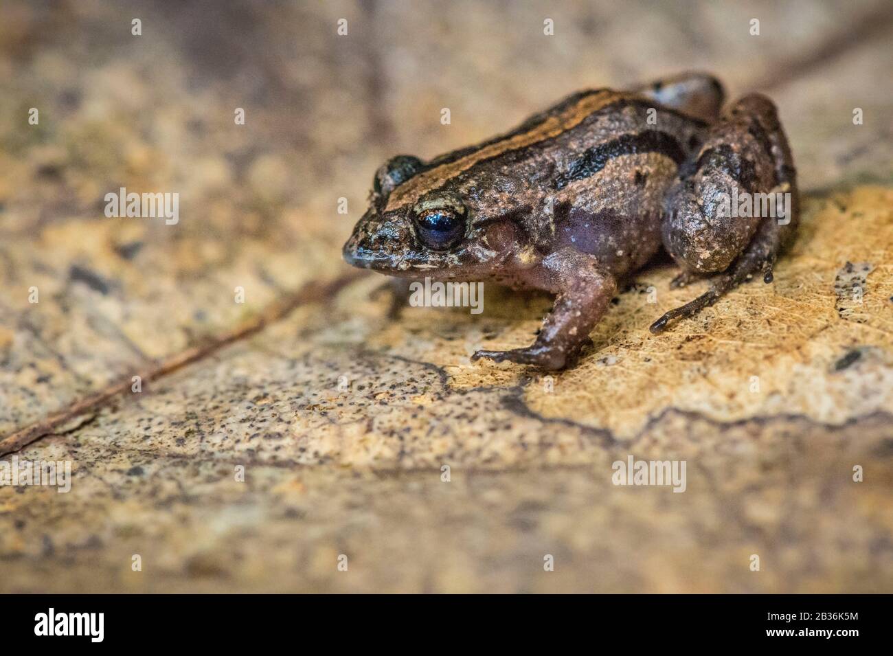 Adenomere hi-res stock photography and images - Alamy