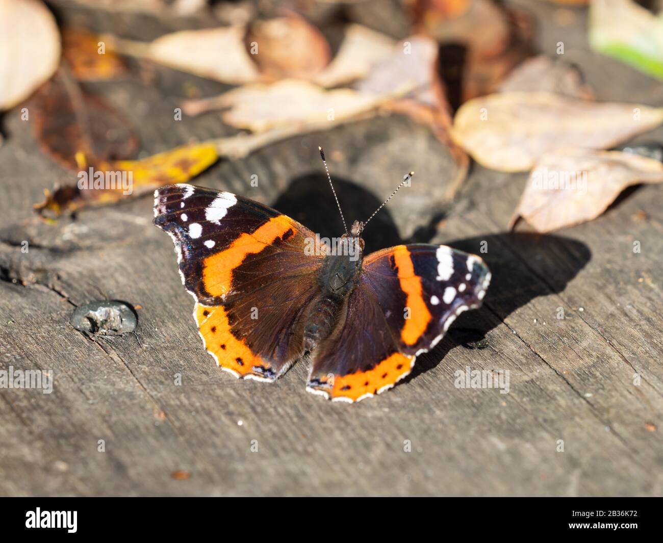 Red admiral and fern hi-res stock photography and images - Alamy