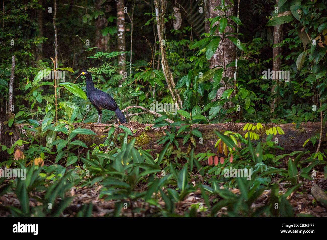 France, French Guiana, unexplored area on the border between the heart ...