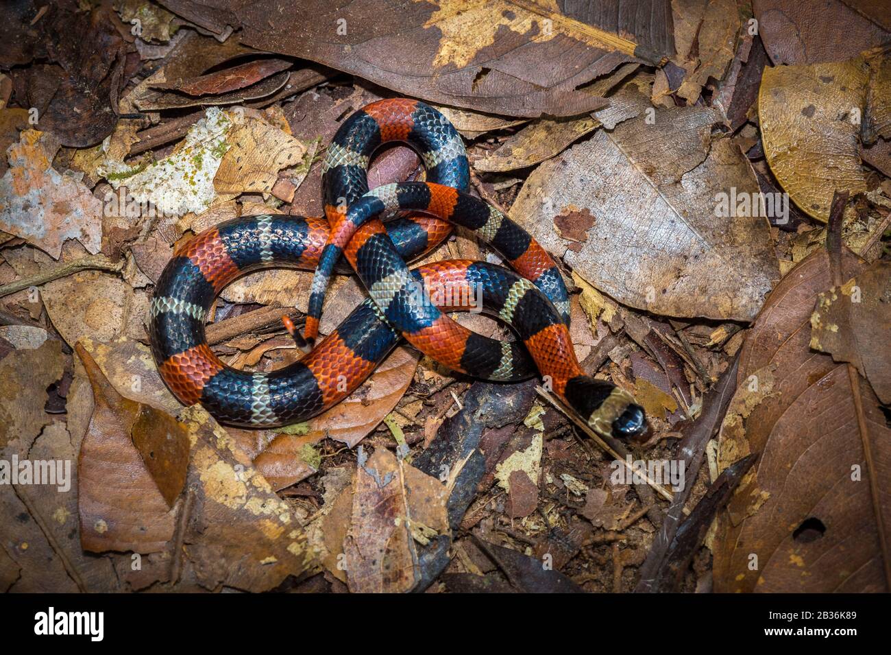 False coral snake hi-res stock photography and images - Alamy