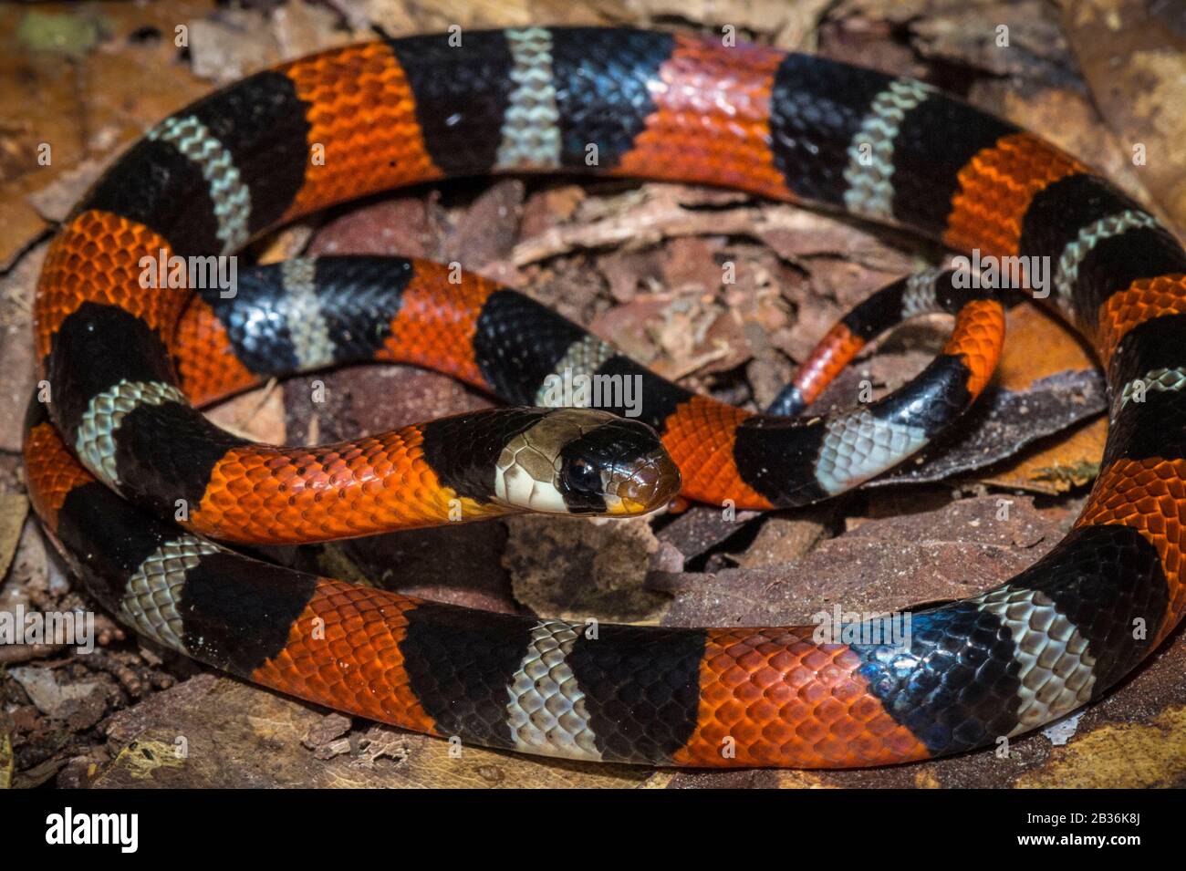 False coral snake hi-res stock photography and images - Alamy