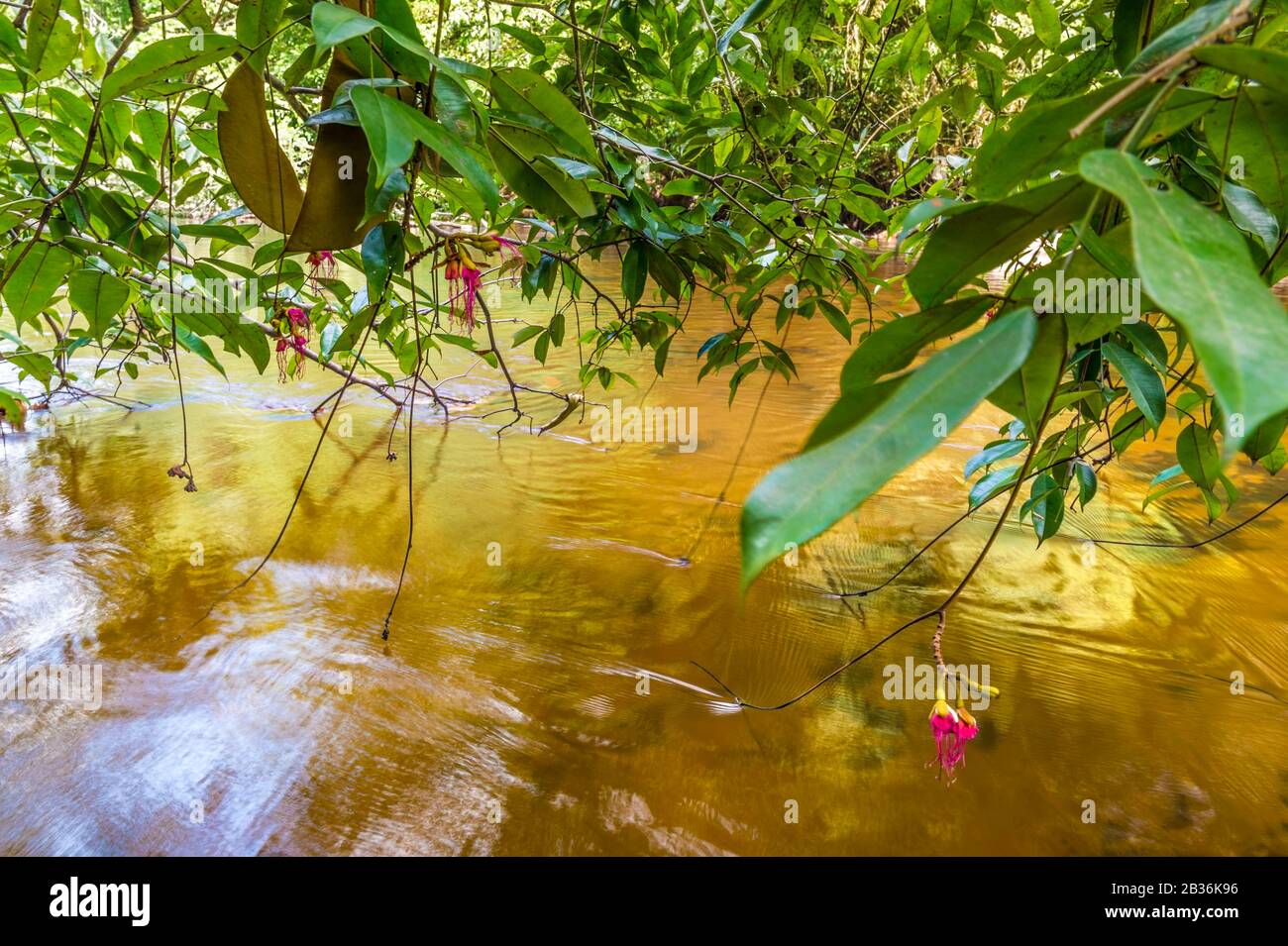 France, French Guiana, unexplored area on the border between the heart ...
