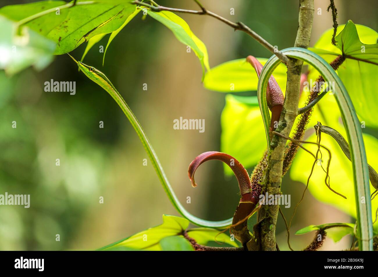 France, French Guiana, unexplored area on the border between the heart ...