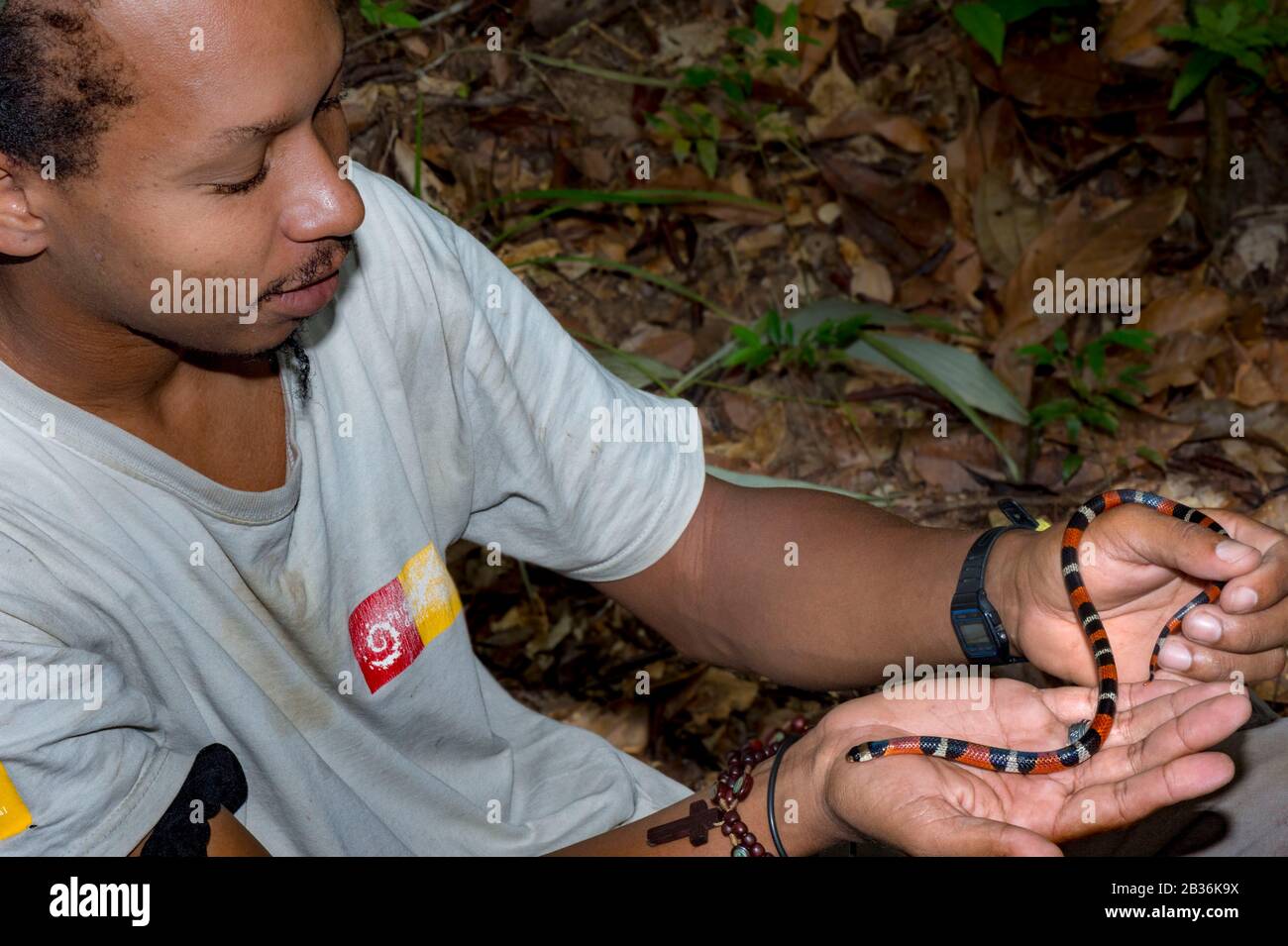 Coral snake hi-res stock photography and images - Alamy