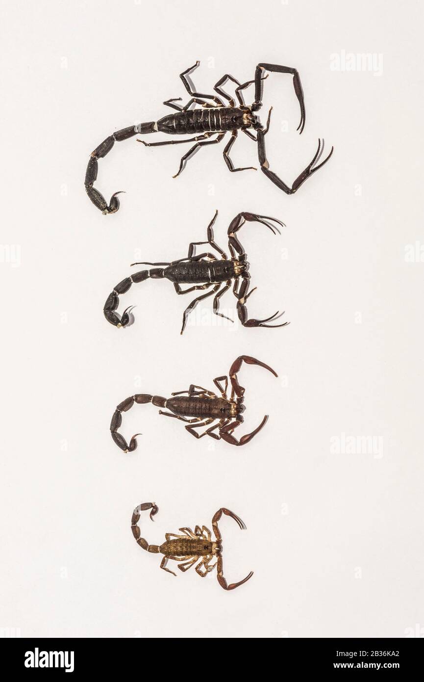 Two scorpions hi-res stock photography and images - Alamy