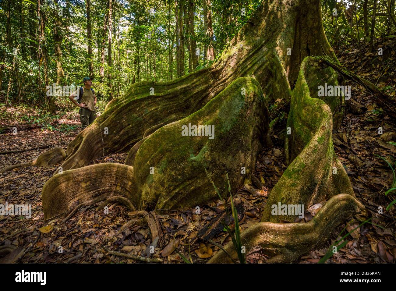 France, French Guiana, unexplored area on the border between the heart ...