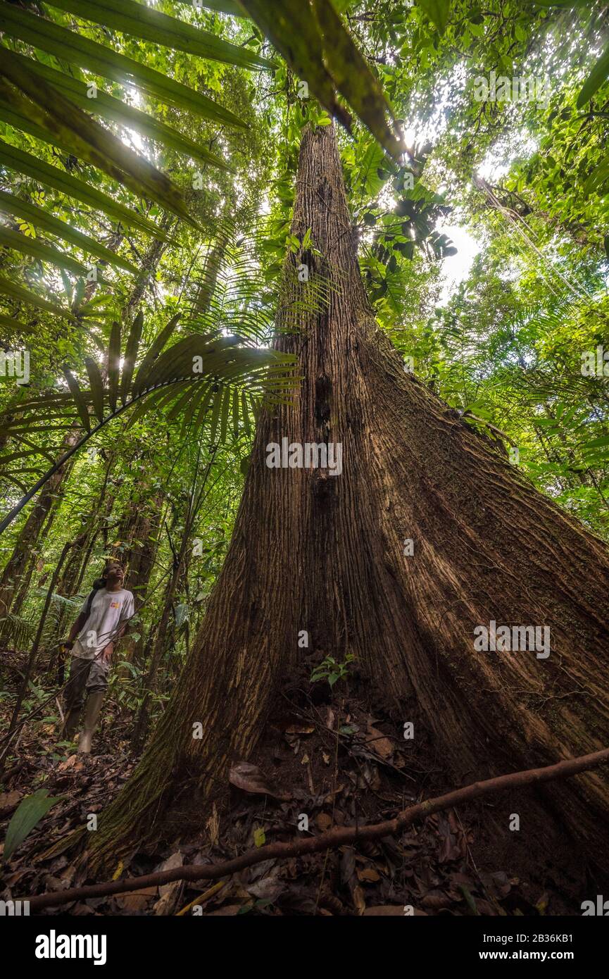 France, French Guiana, unexplored area on the border between the heart ...