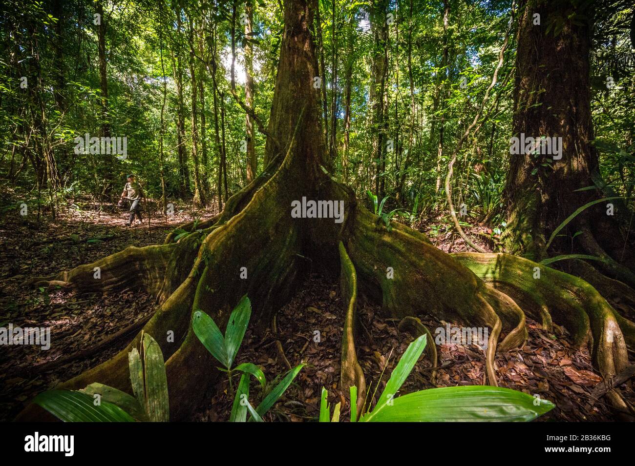 France, French Guiana, unexplored area on the border between the heart ...