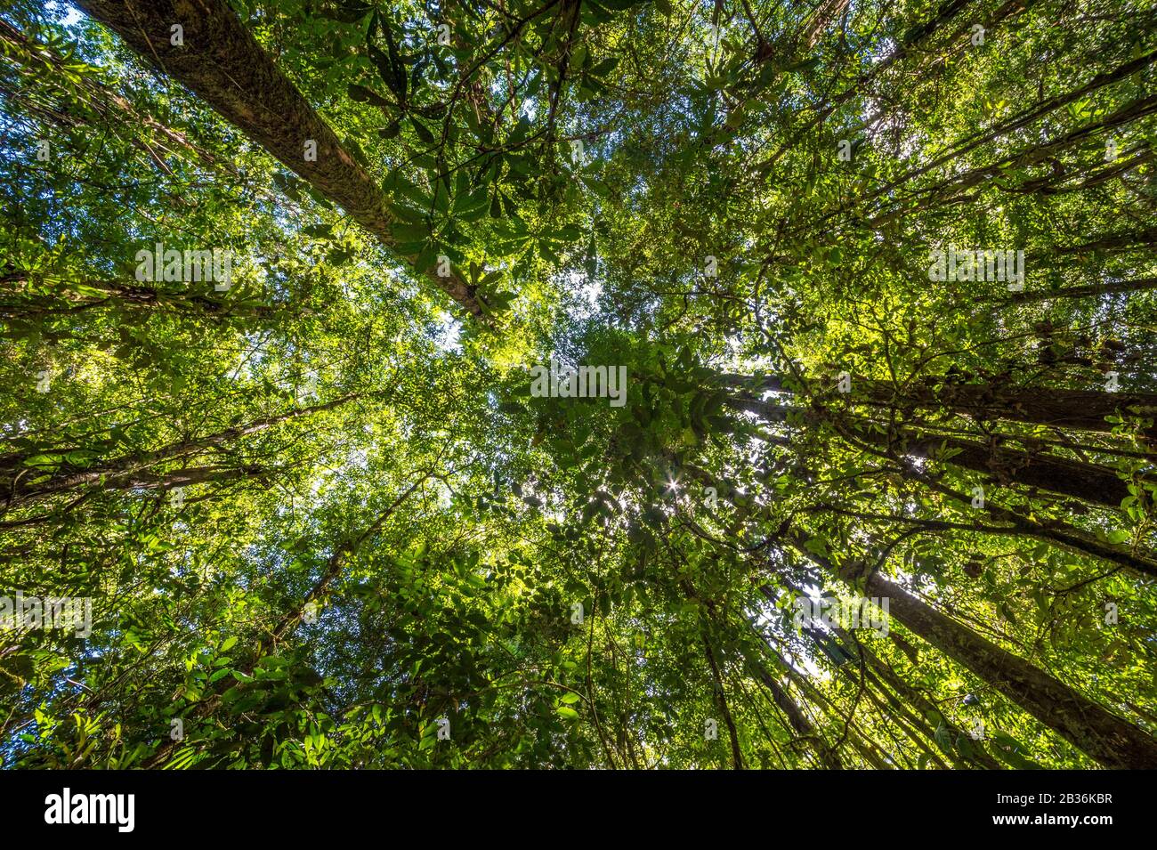 France, French Guiana, unexplored area on the border between the heart ...
