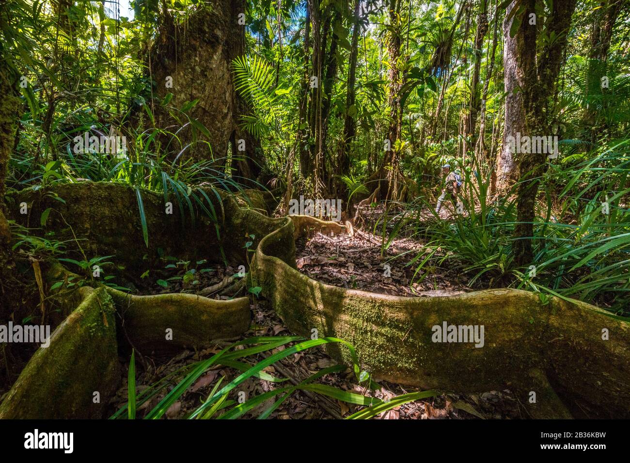 France, French Guiana, unexplored area on the border between the heart ...