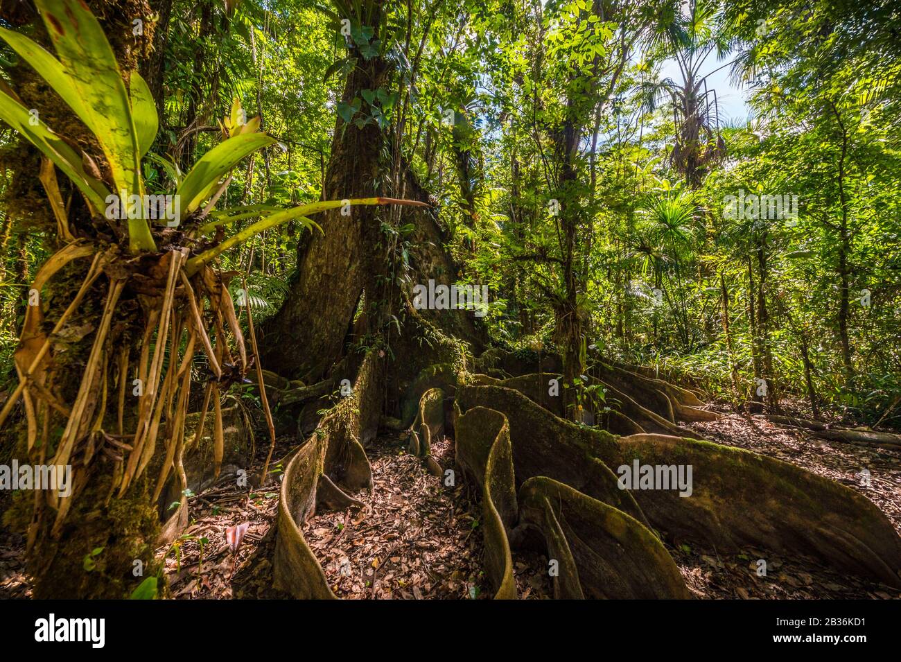 France, French Guiana, unexplored area on the border between the heart ...