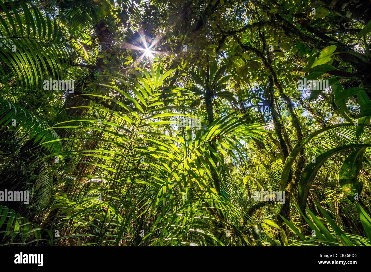 France, French Guiana, unexplored area on the border between the heart ...