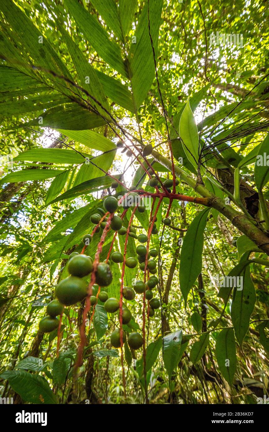 France, French Guiana, unexplored area on the border between the heart ...
