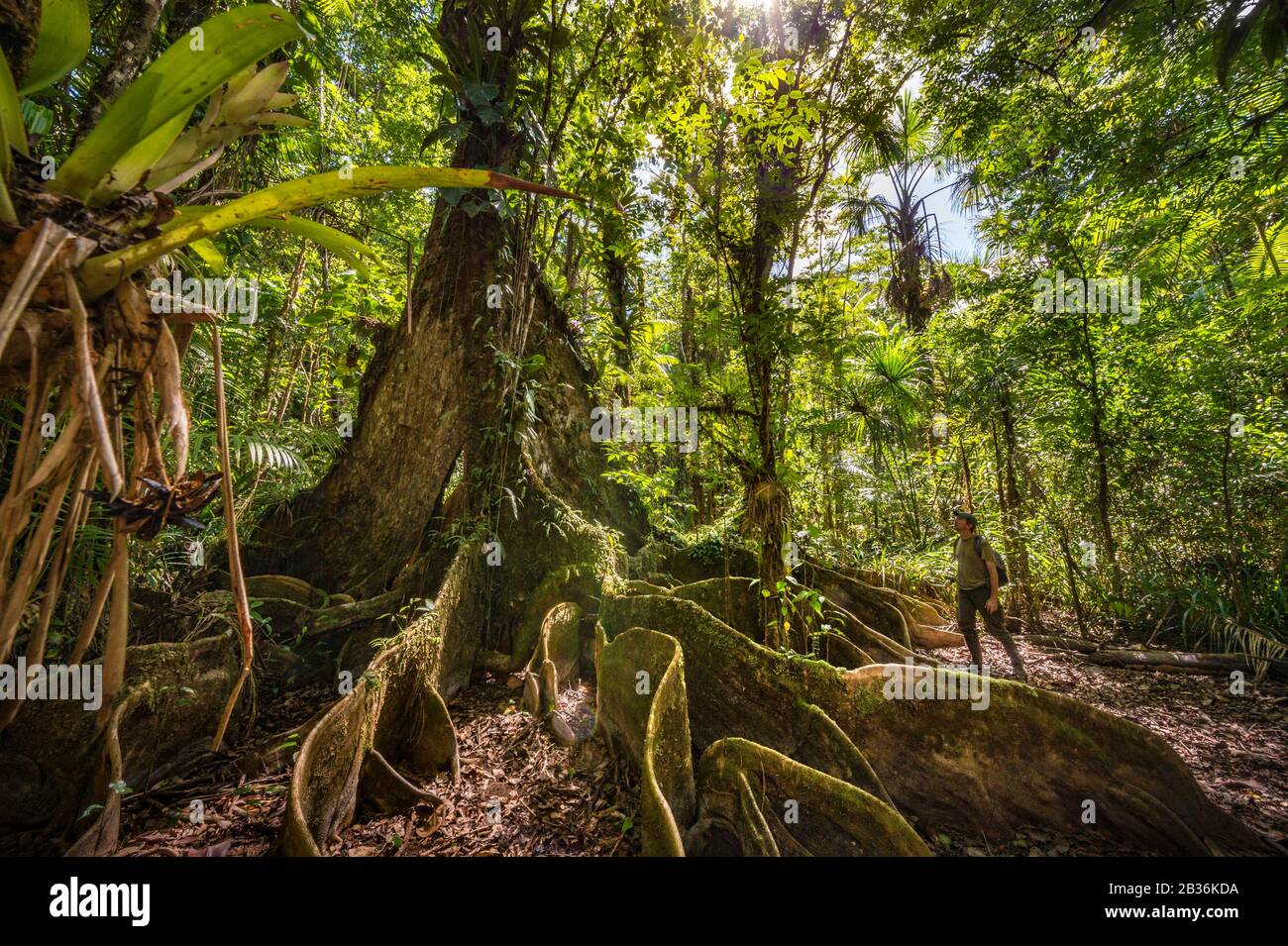 France, French Guiana, unexplored area on the border between the heart ...