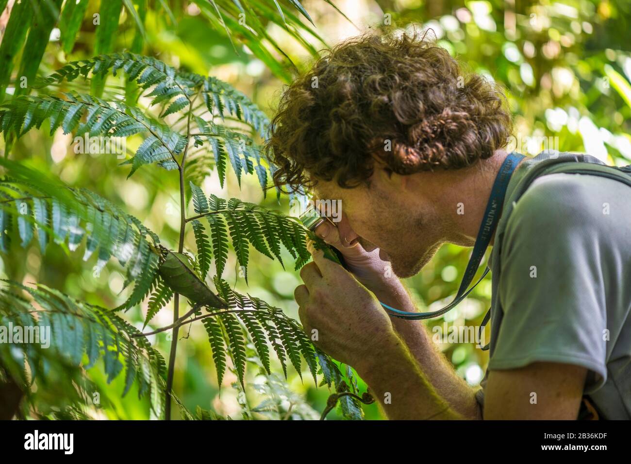 France, French Guiana, unexplored area on the border between the heart ...