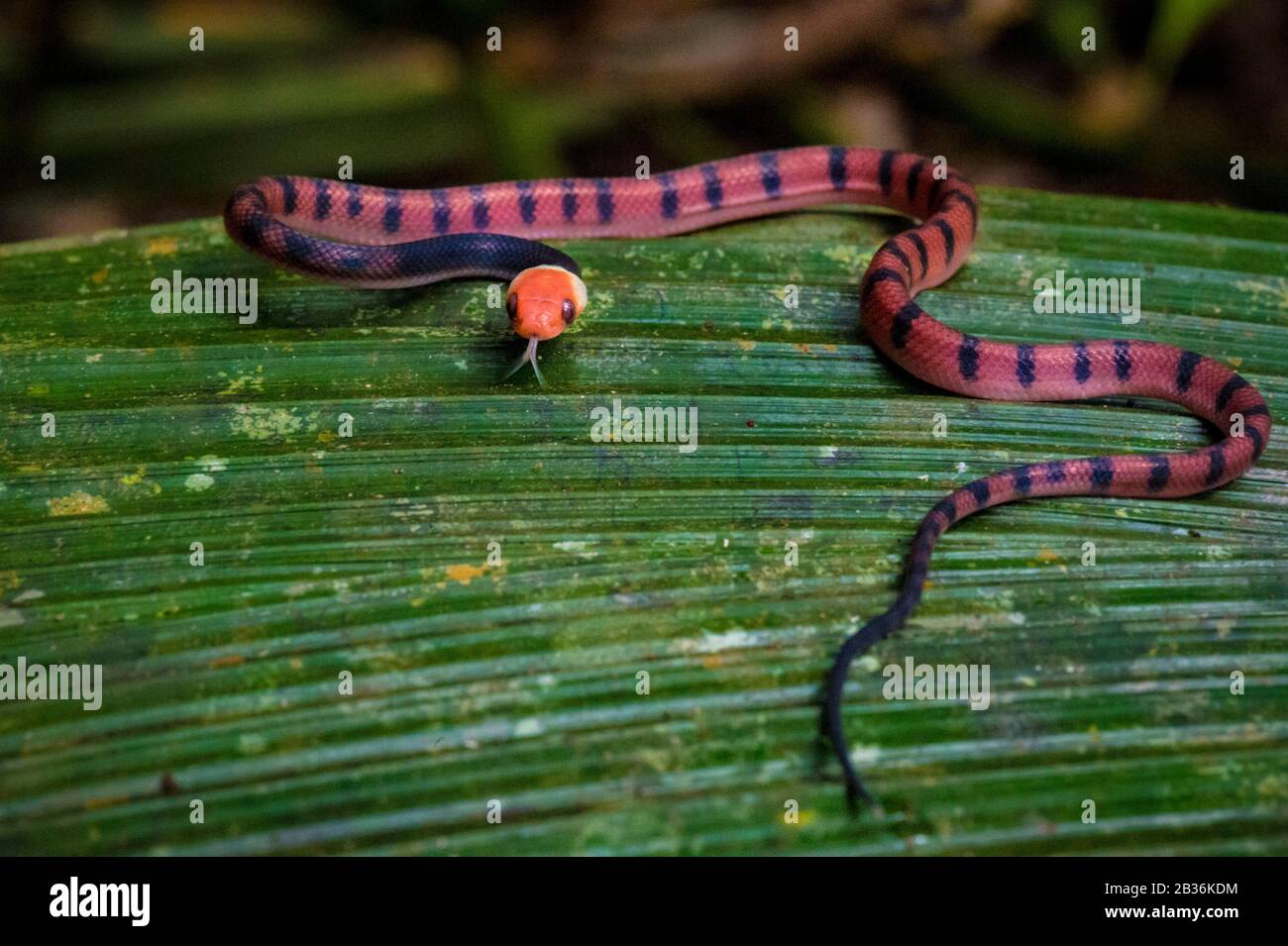 Trinidad snake hi-res stock photography and images - Alamy