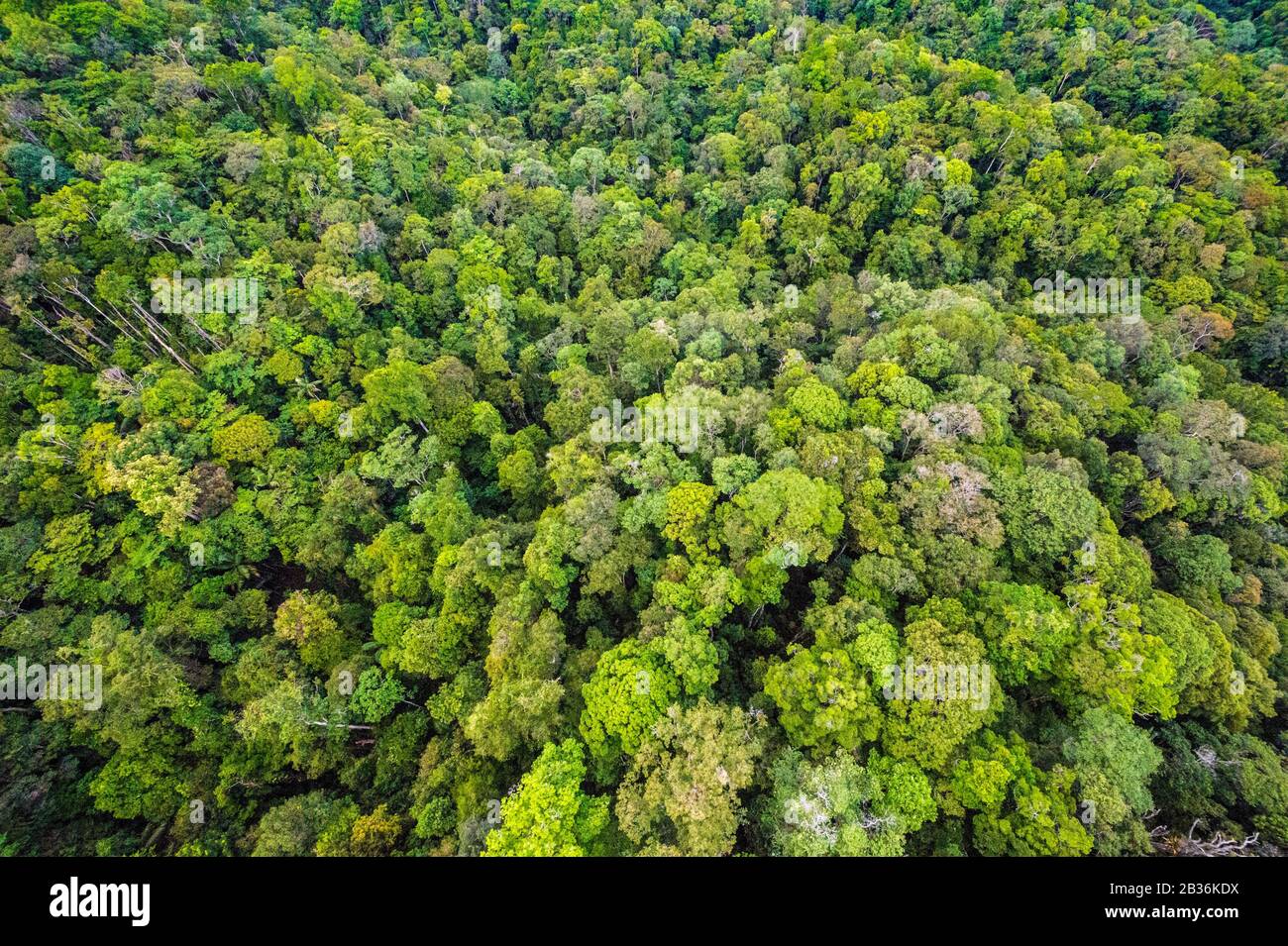 France, French Guiana, unexplored area on the border between the heart ...