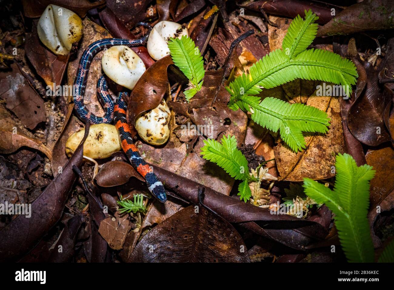 False coral snake hi-res stock photography and images - Alamy
