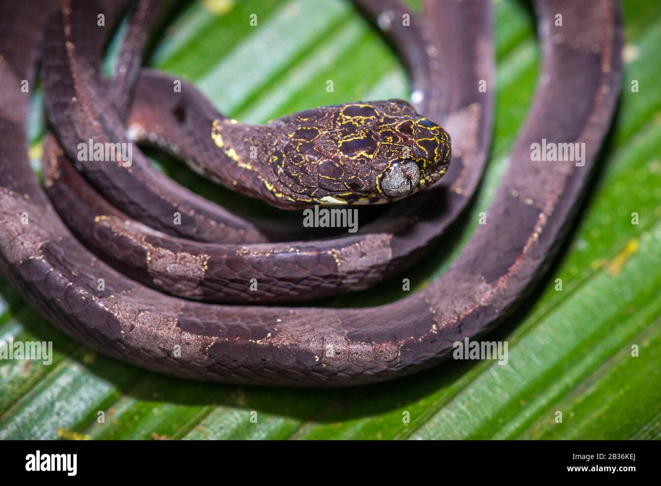 Snake dipsas indica hi-res stock photography and images - Alamy