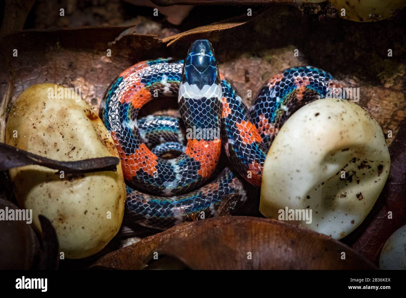 False coral snake hi-res stock photography and images - Alamy