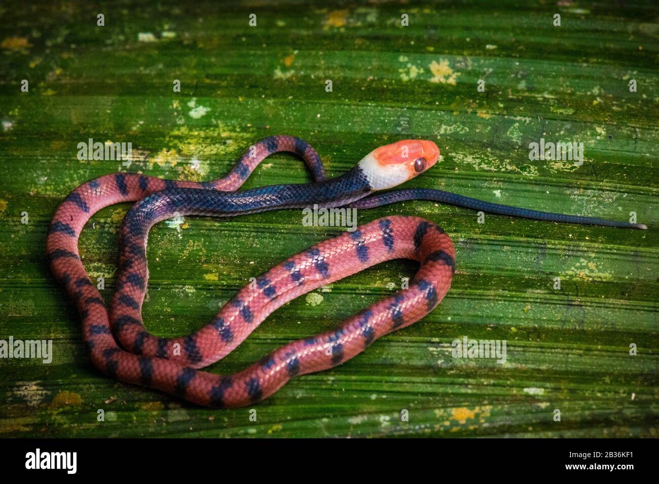 Snake trinidad hi-res stock photography and images - Alamy