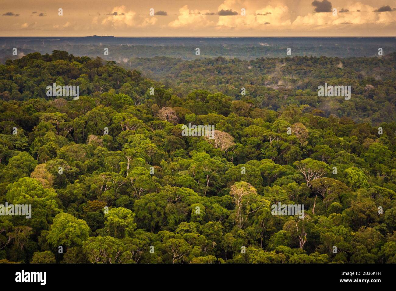 France, French Guiana, unexplored area on the border between the heart ...