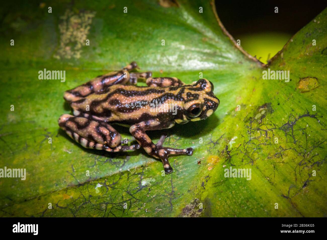 France, French Guiana, unexplored area on the border between the heart ...