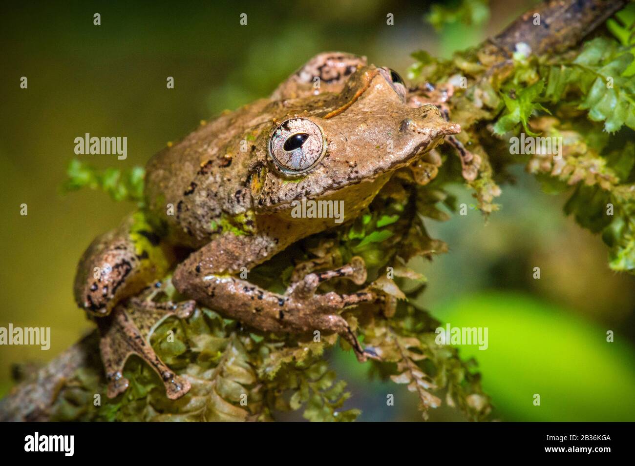 Proboscidien hi-res stock photography and images - Alamy