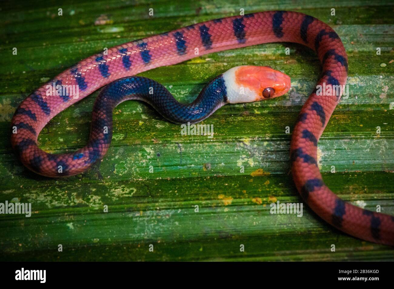 Baby Coral Snake