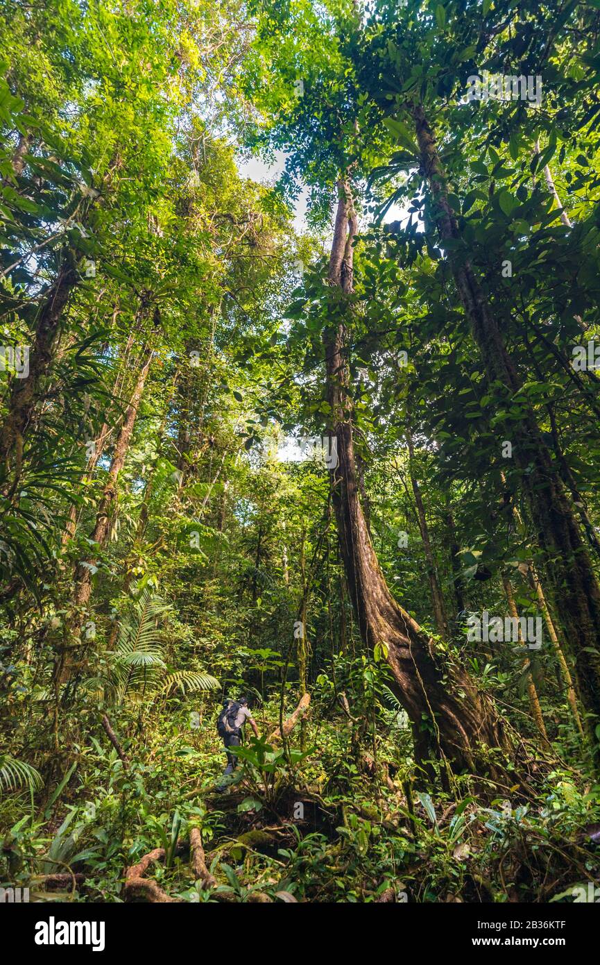 France, French Guiana, unexplored area on the border between the heart ...