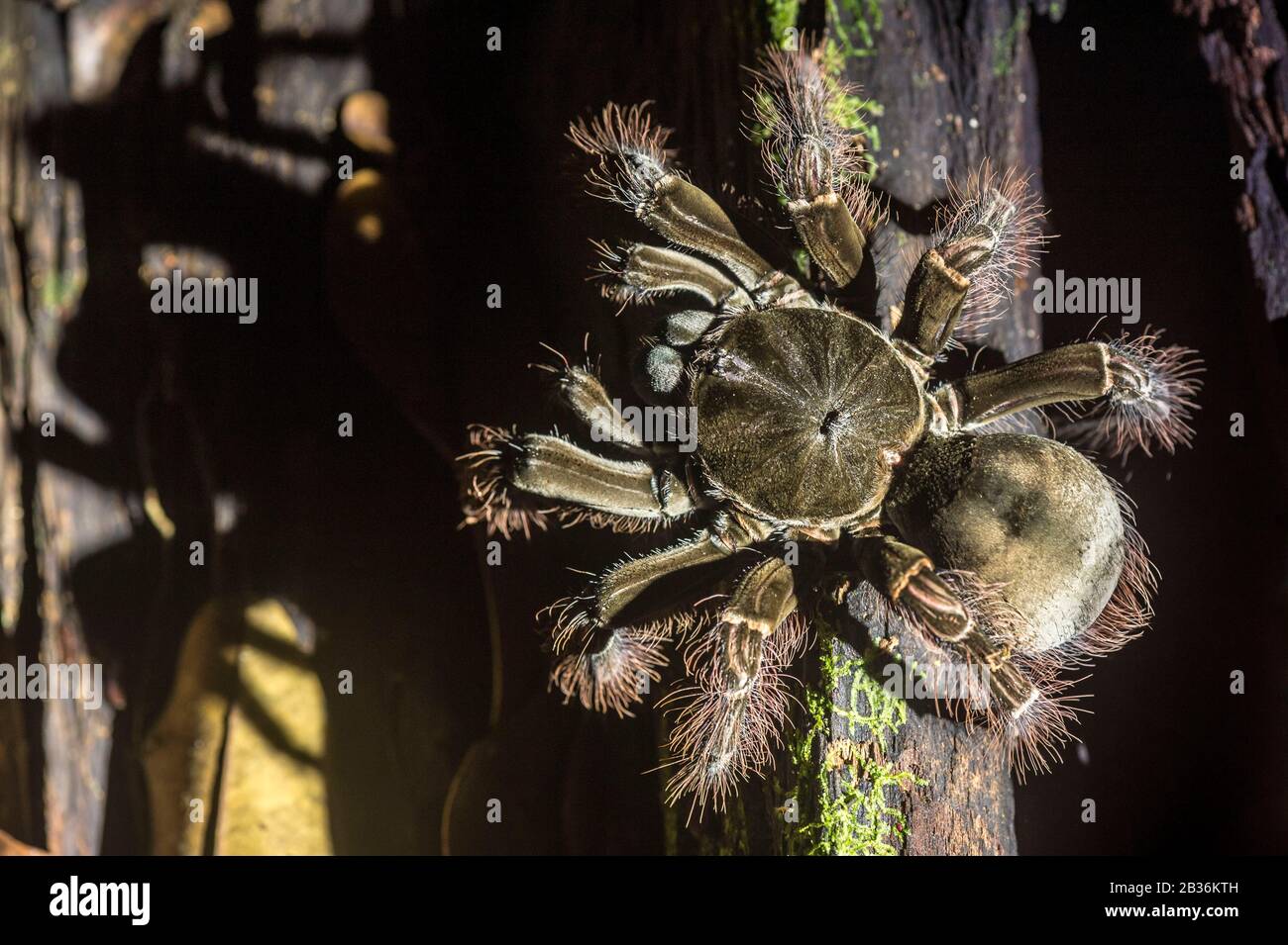 Goliath tarantula hi-res stock photography and images - Alamy