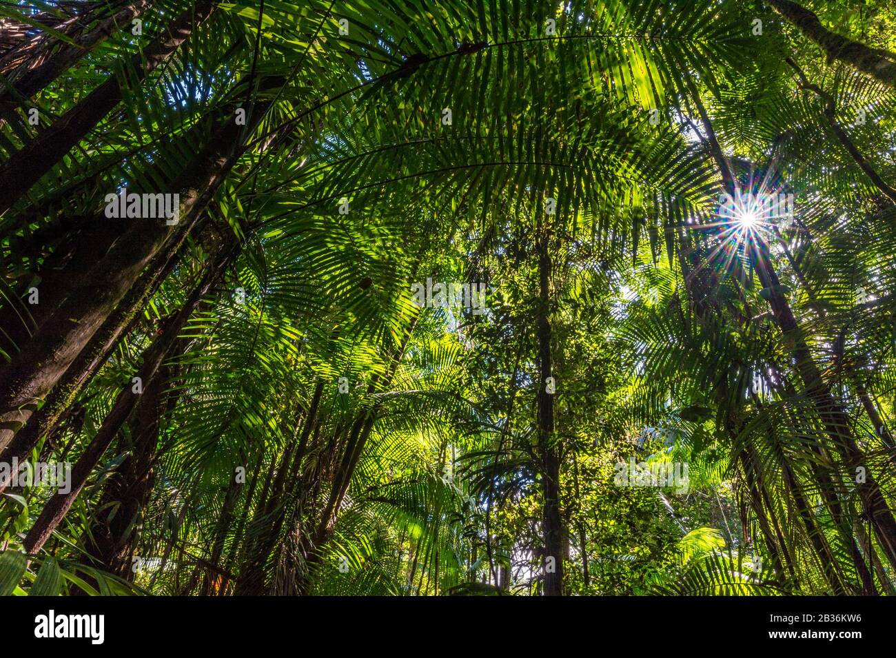 France, French Guiana, unexplored area on the border between the heart ...