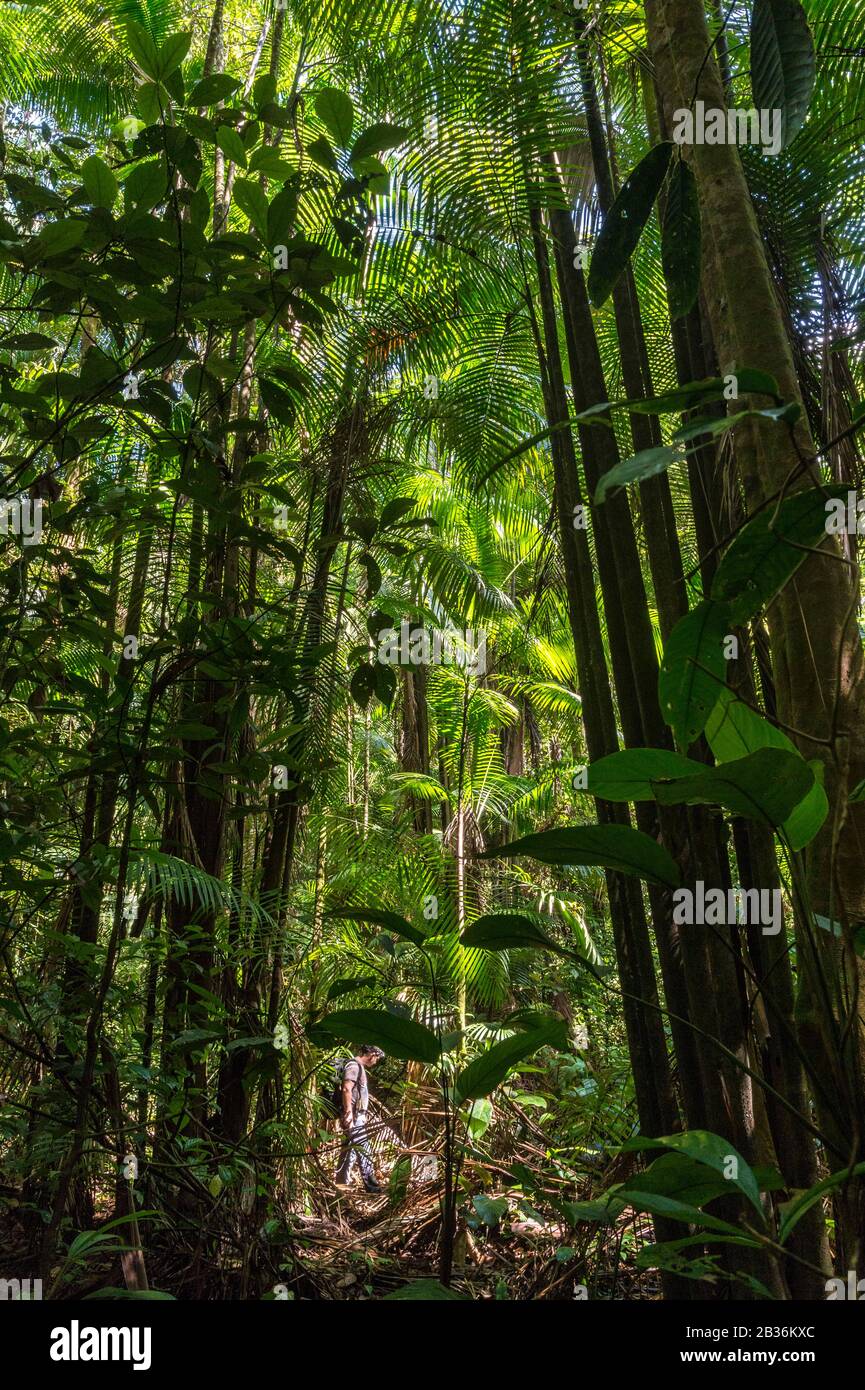 France, French Guiana, unexplored area on the border between the heart ...
