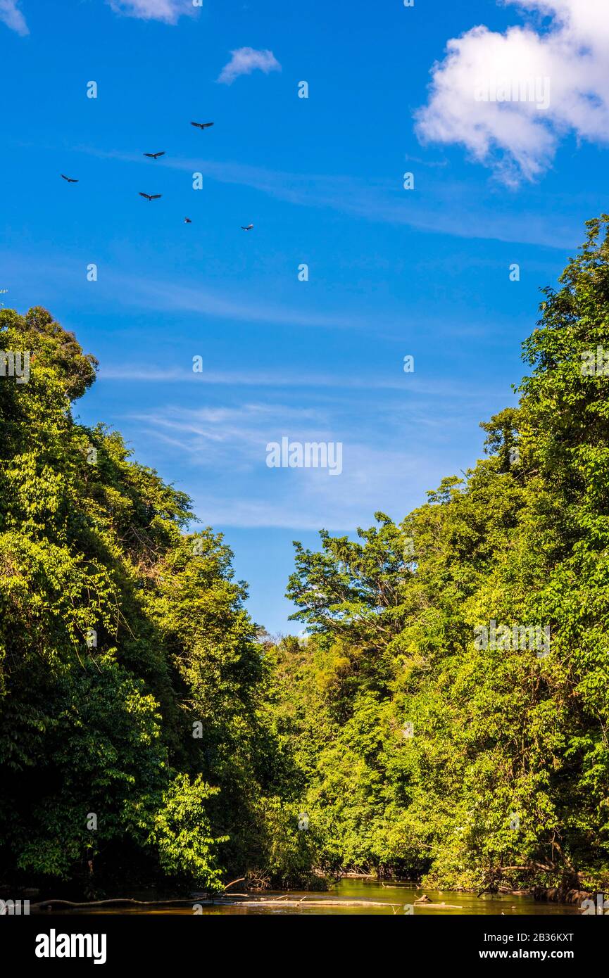 France, French Guiana, unexplored area on the border between the heart ...